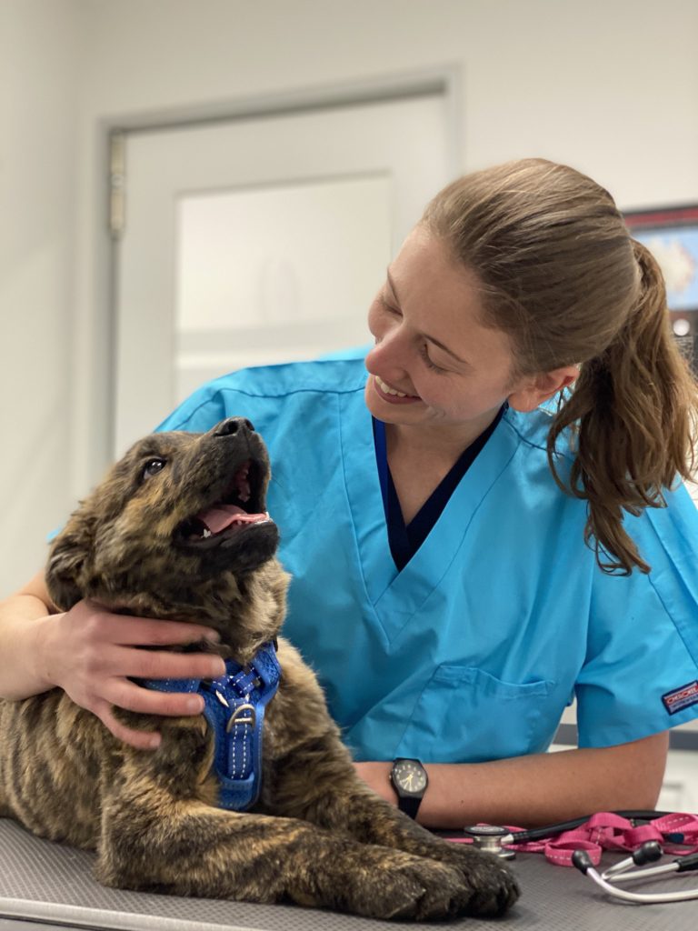 SAFERVETS® - Veterinary Safety Training