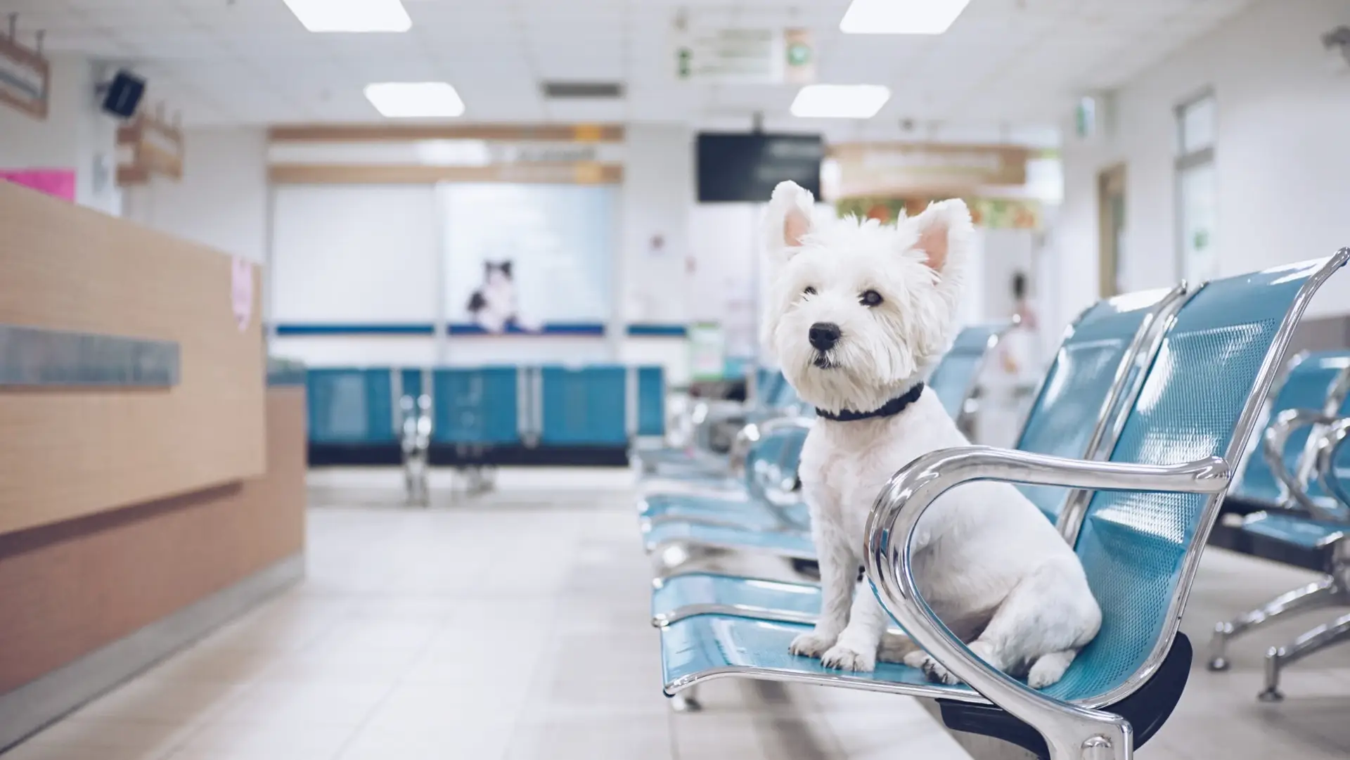 SAFERVETS® - Veterinary Safety Training